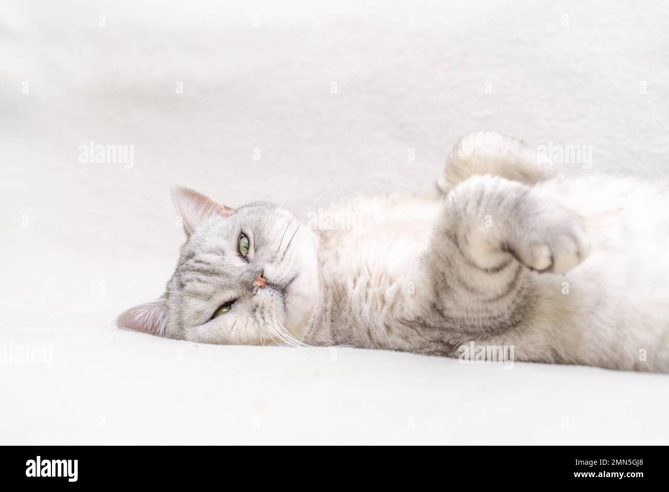 Scottish straight cat lies on his back. Cat upside down. Close up white ...