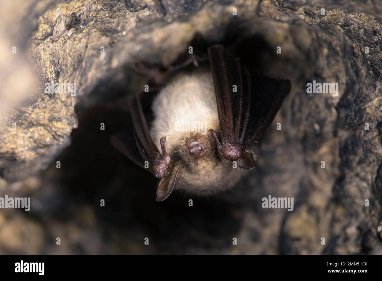 Close up strange animal Greater mouse-eared bat Myotis myotis hanging ...