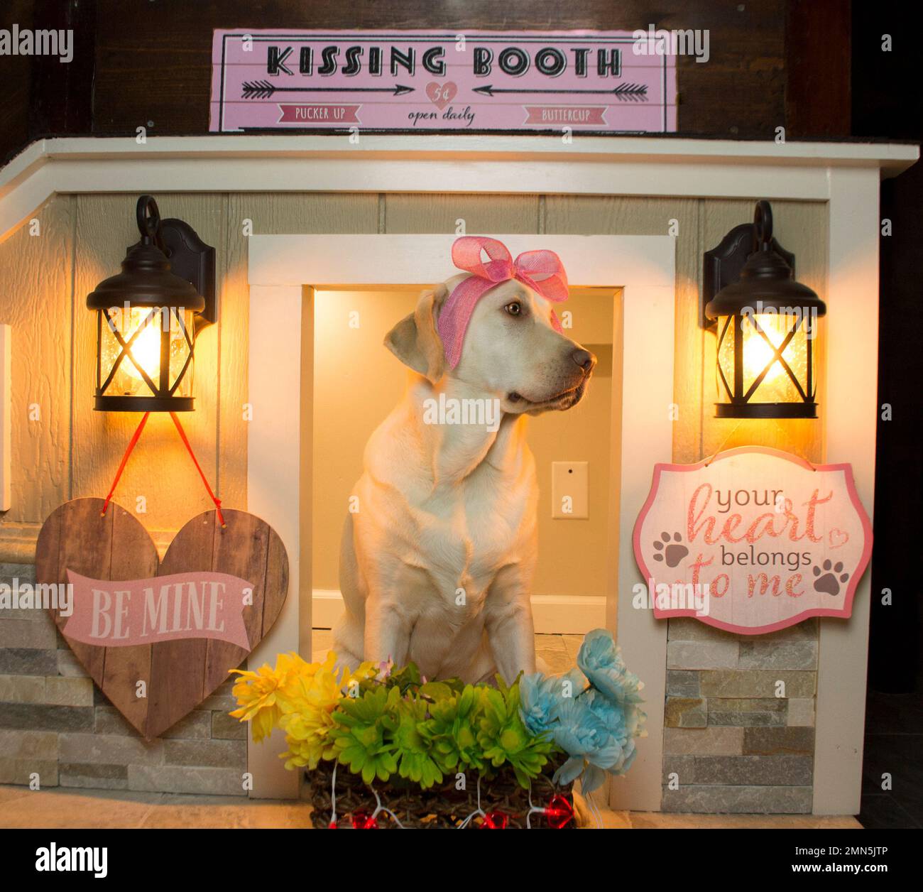 Yellow Labrador Retriever Stock Photo - Alamy