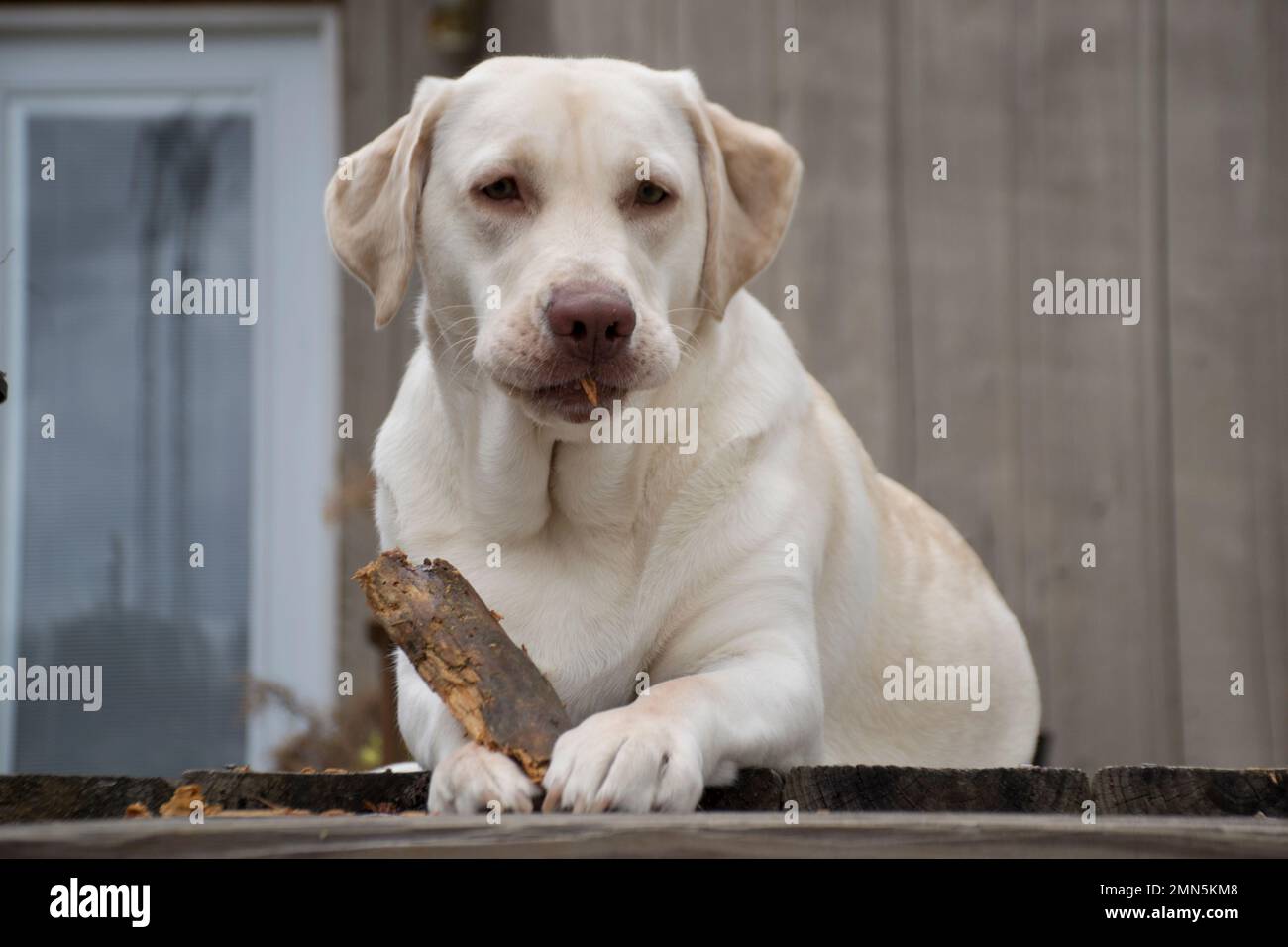 Yellow labrador retriever facing front hi-res stock photography and ...