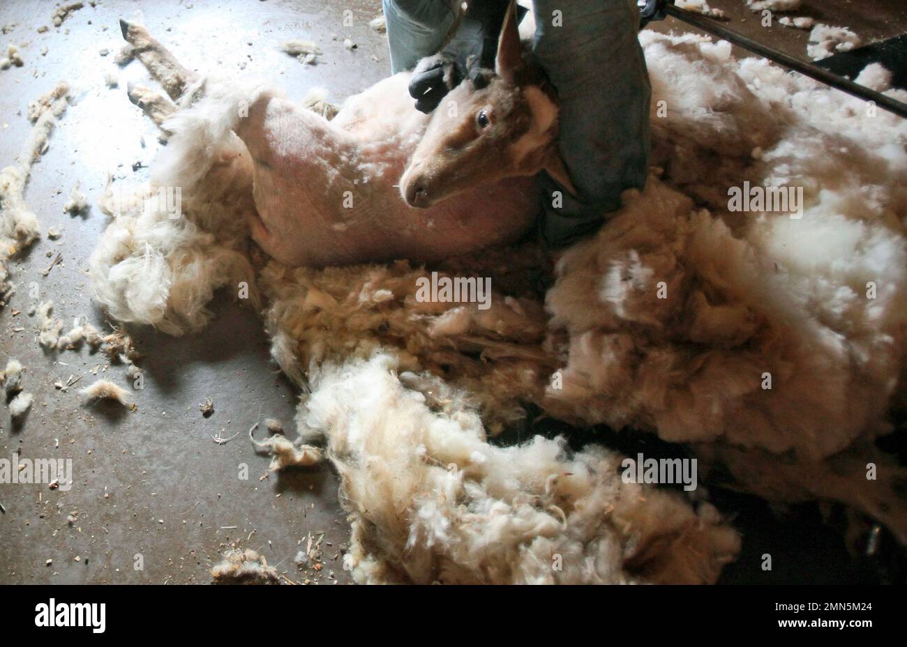 Navajo Sheep Shearing