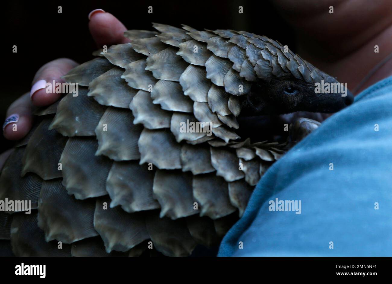 Pangolins chinese medicine hi-res stock photography and images - Alamy