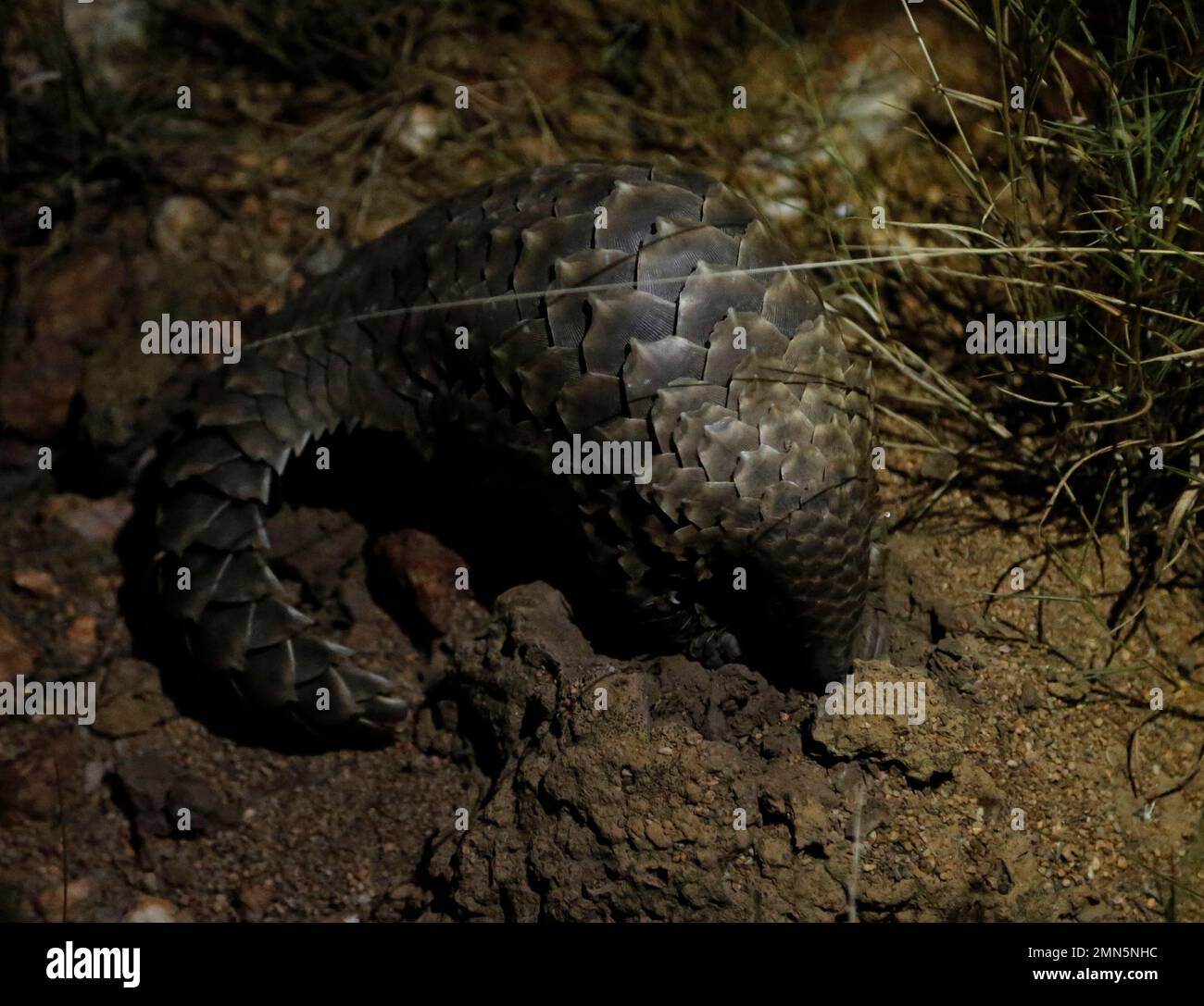 Pangolins chinese medicine hi-res stock photography and images - Alamy