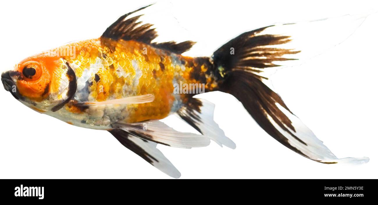 Bright orange and yellow fish swimmin on a white background Stock Photo ...