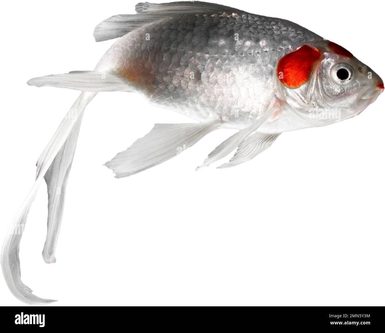 White and orange pet fish dragging its tail after a day at work Stock ...
