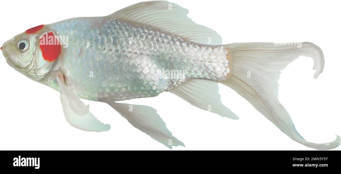 Glowing whitie fish with red spots on a white background Stock Photo ...