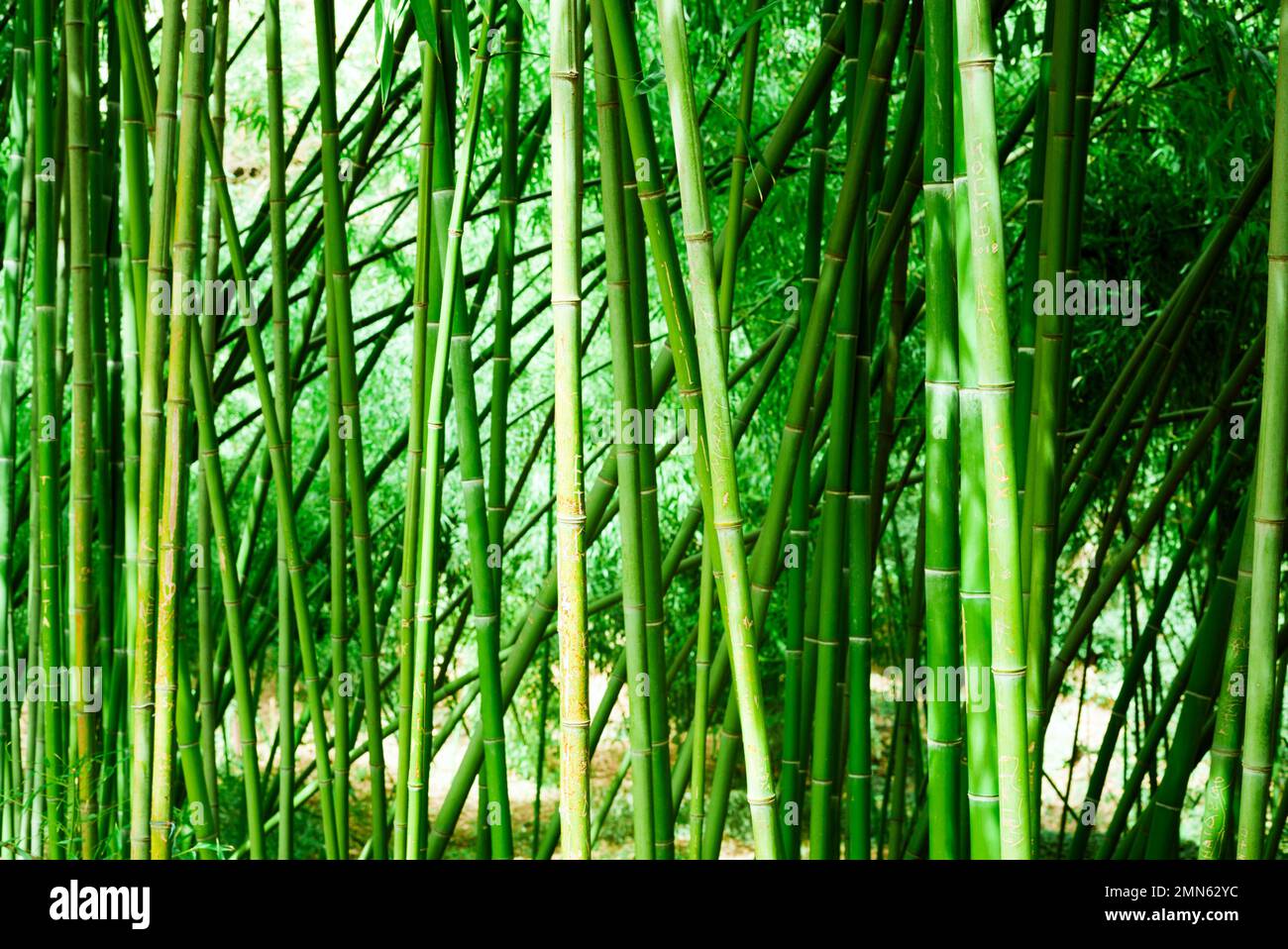 Tropical Rainforest Bengal Bamboo
