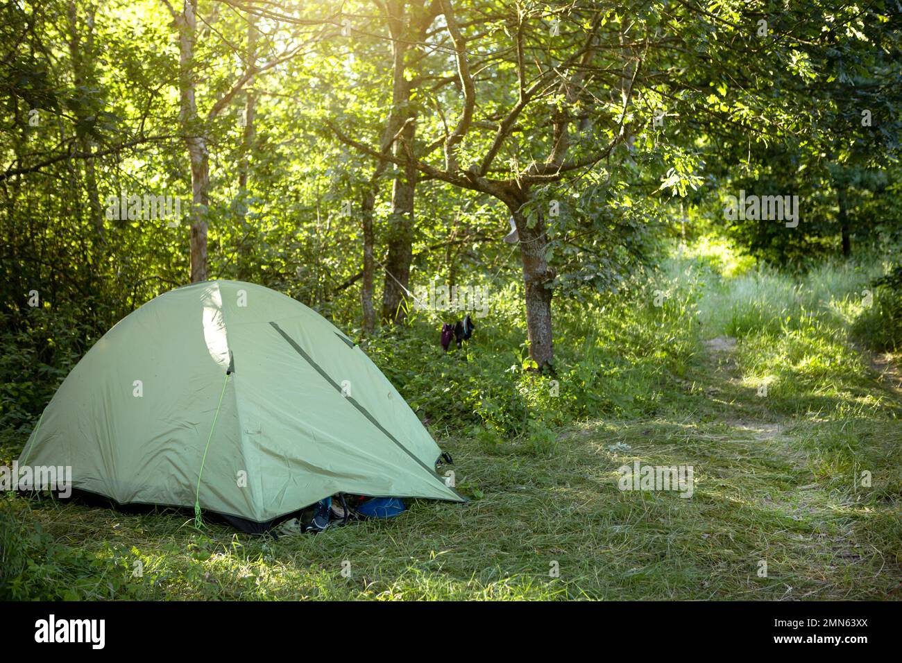 Installed tourist tent in a camping in nature in the forest. Domestic ...
