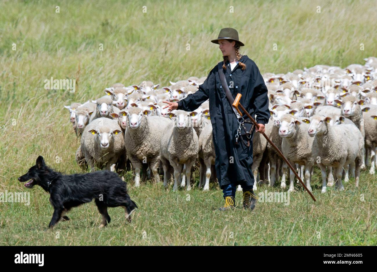 Trainee Marthe Lohse leads a herd of sheep during a shepherding ...