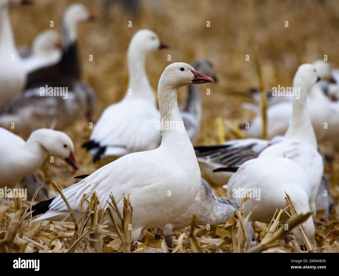 Beautiful winter white plumage of alert snow goose in harvested corn ...