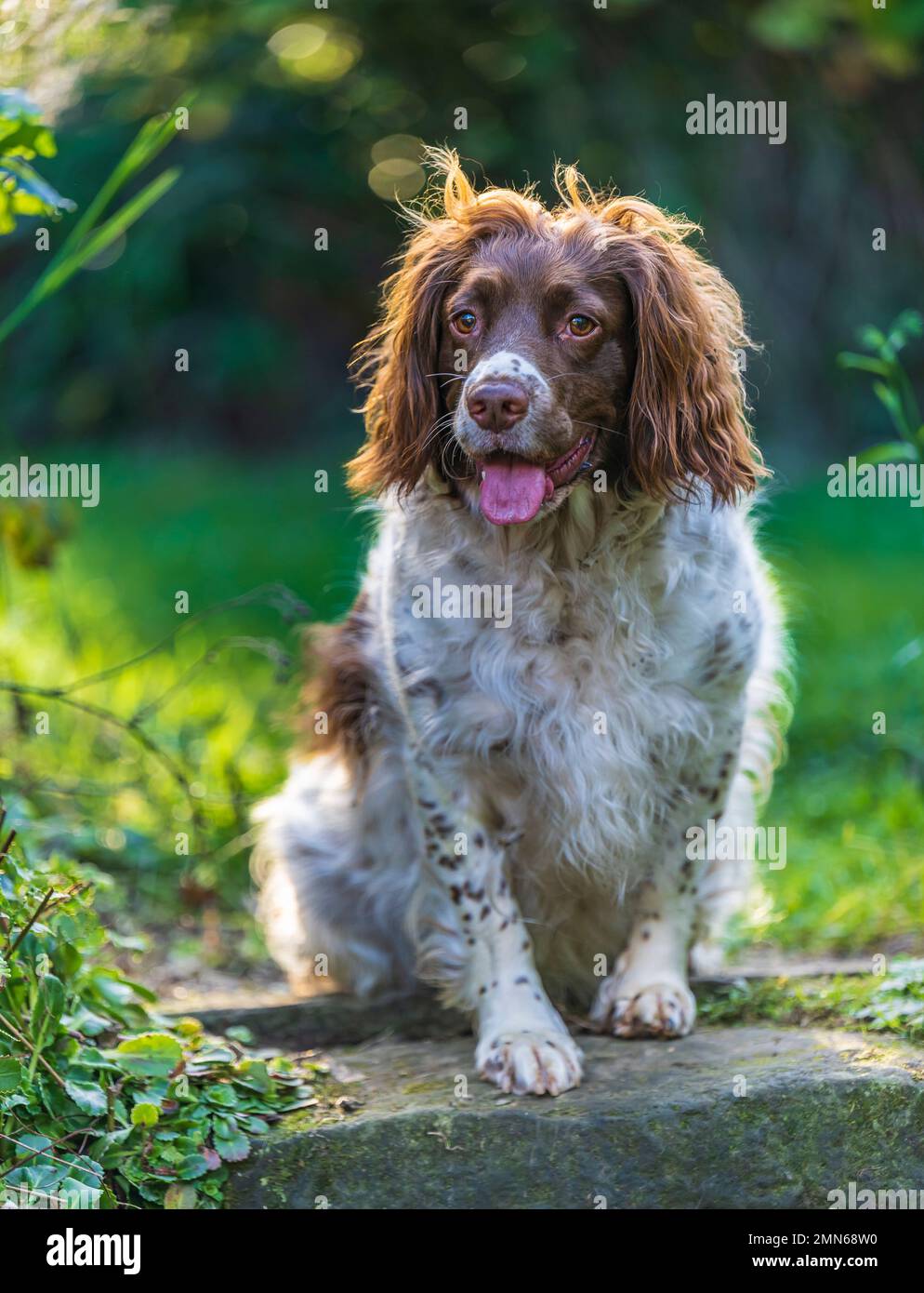 An English Springer Spaniel dog sitting at the top of garden steps ...