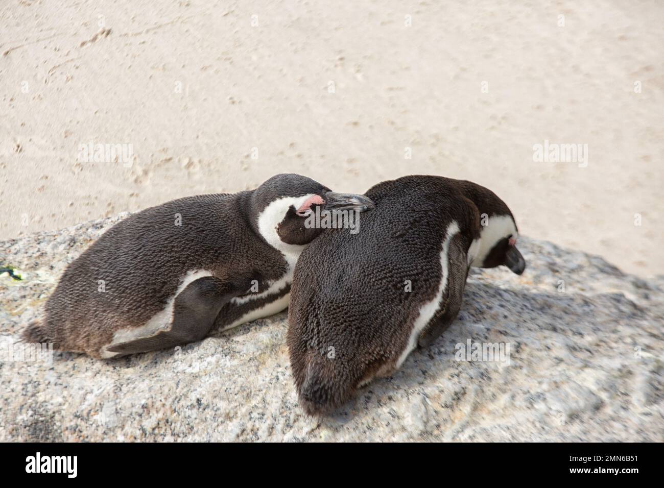 African penguins swimming together hi-res stock photography and images ...