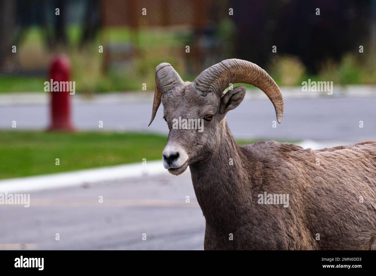 Bighorn Sheep in town are a wildlife attraction at Radium Hot Springs ...