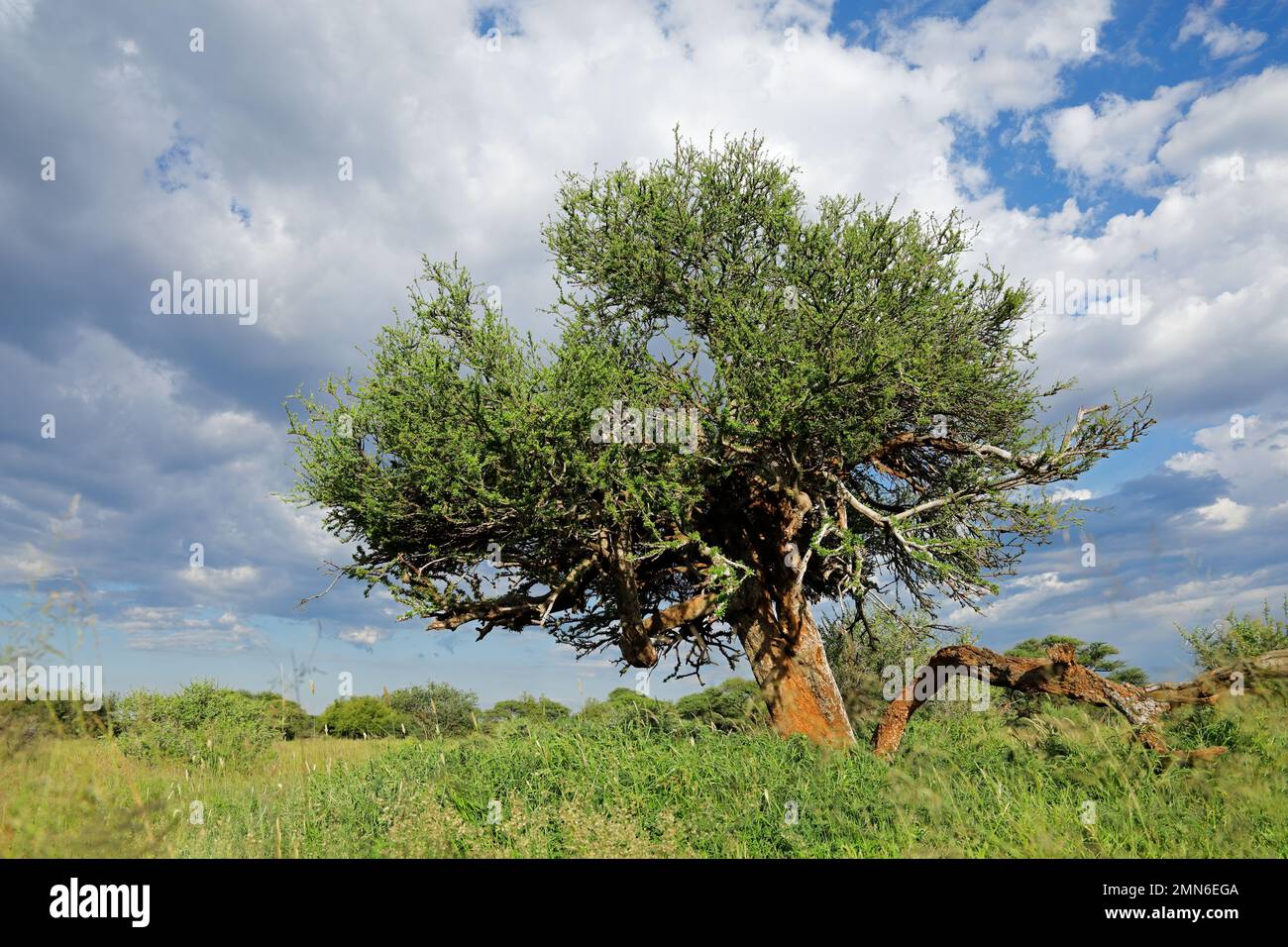 African shepherds tree (Boscia albitrunca) in grassland against a ...