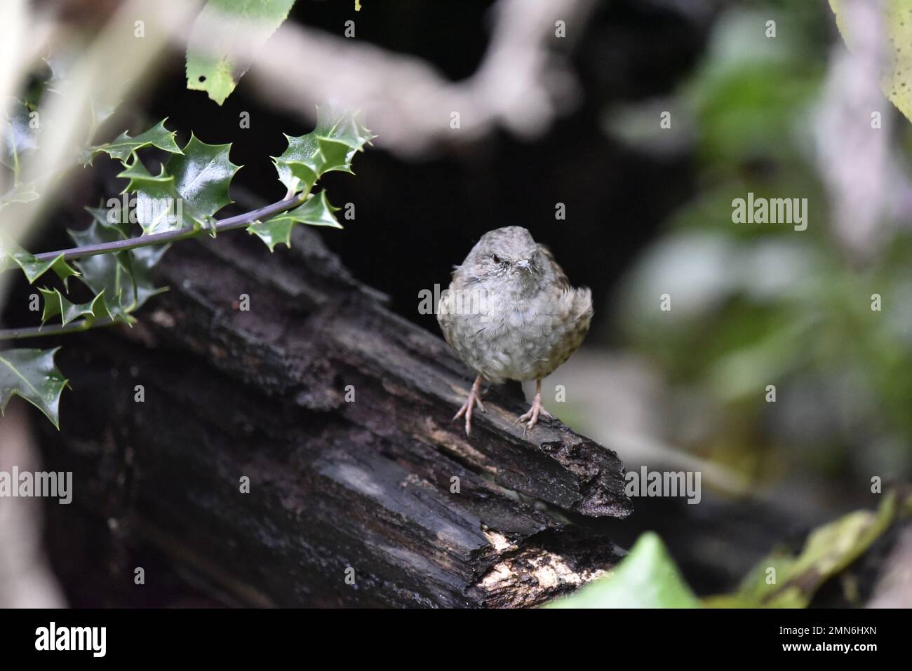Perched on decaying log hi-res stock photography and images - Alamy