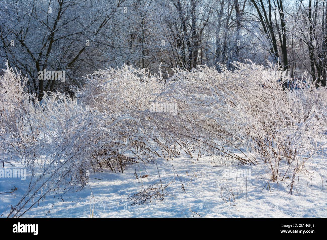 Beauty of winters flora hi-res stock photography and images - Alamy
