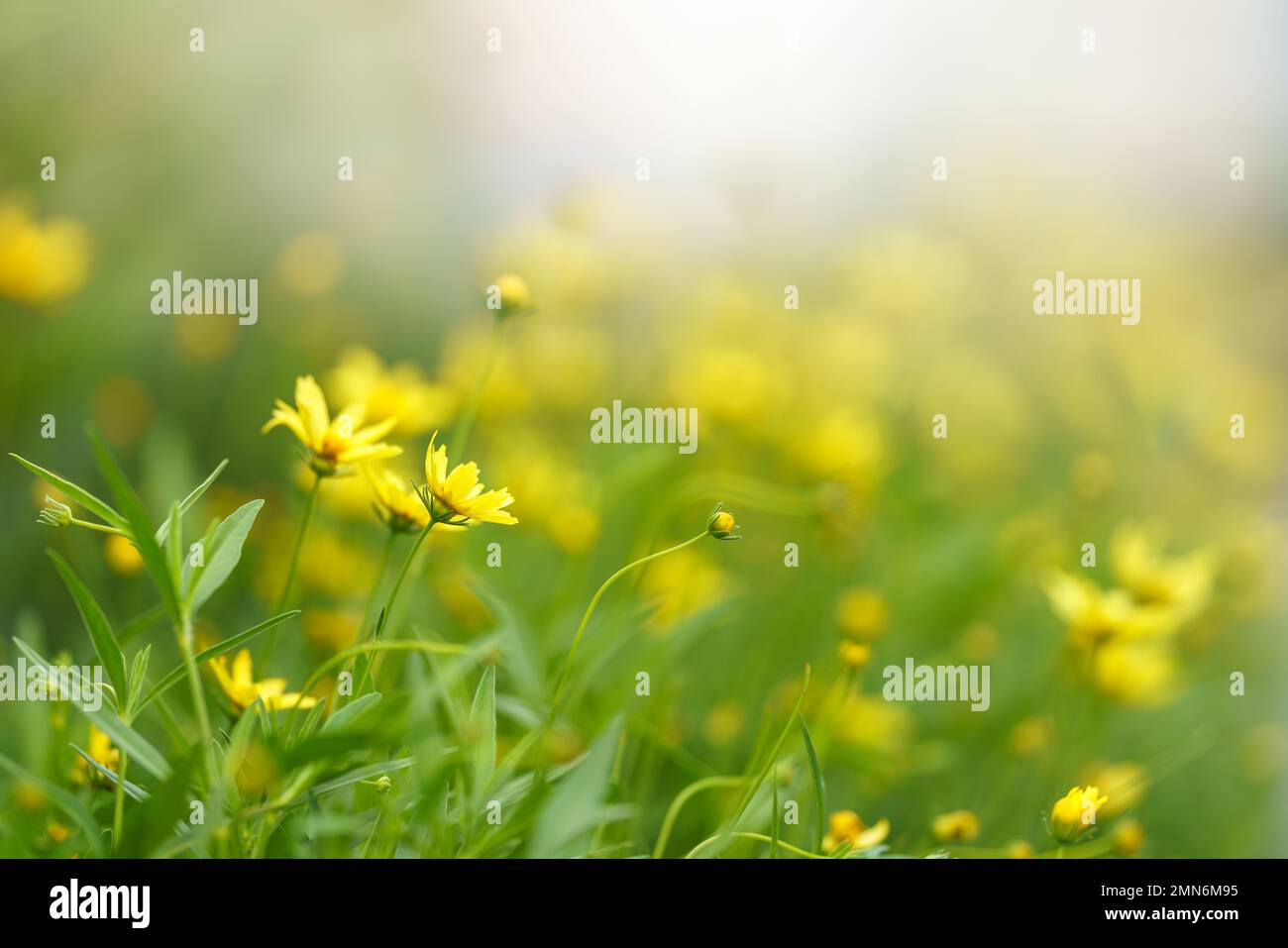 Closeup of yellow flower under sunlight with green leaf nature ...