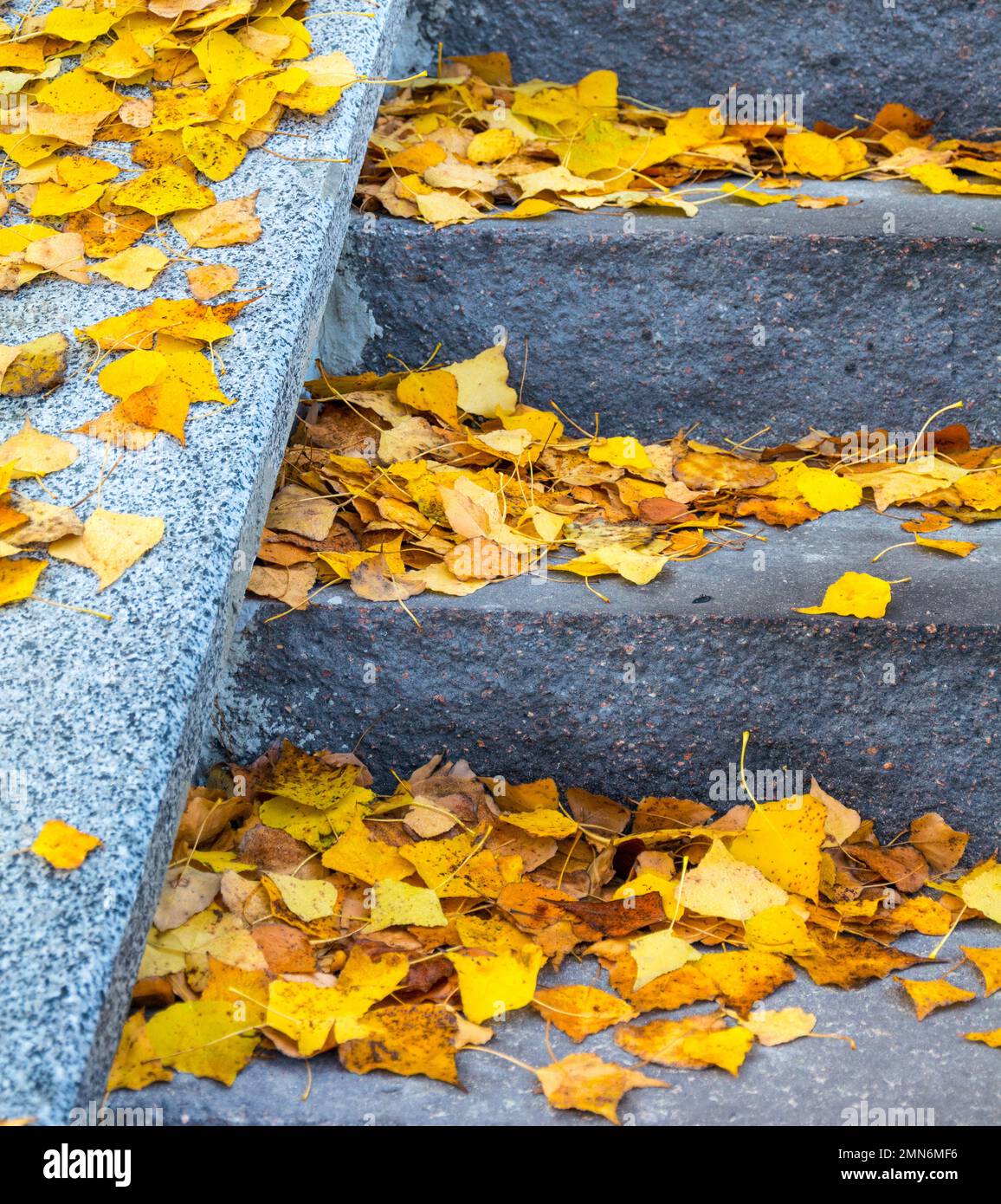 Bright yellow fallen leaves on granite steps Stock Photo - Alamy
