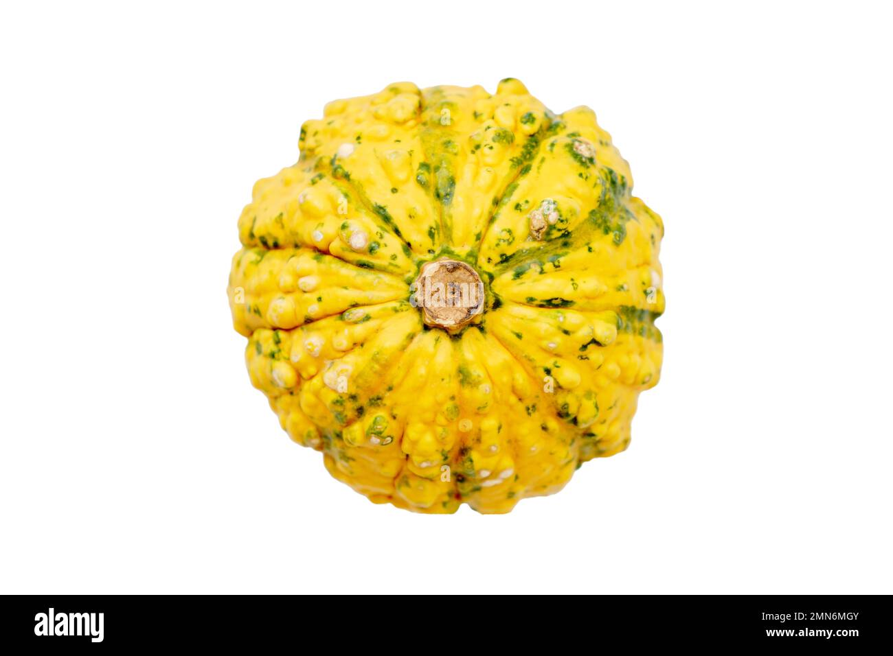 One 1 white pumpkin halloween decoration hi-res stock photography and ...
