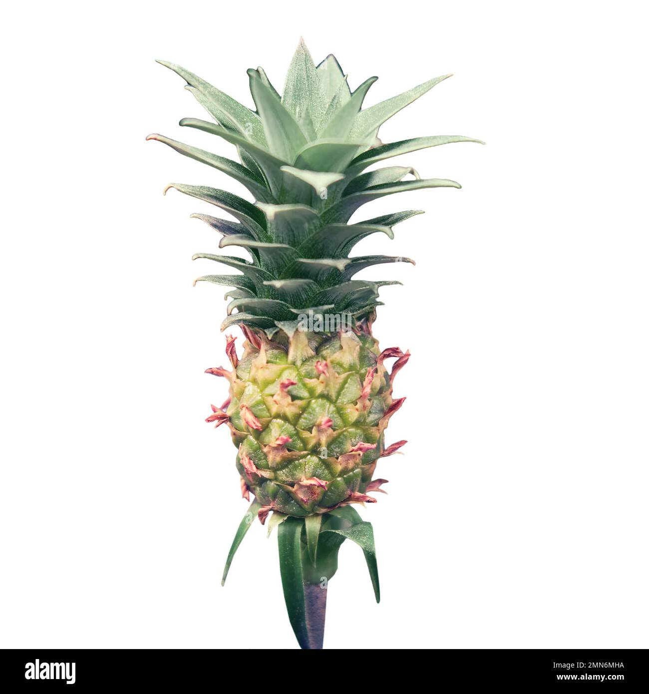 A young plant of the pineapple. Ananas comosus is a perennial ...
