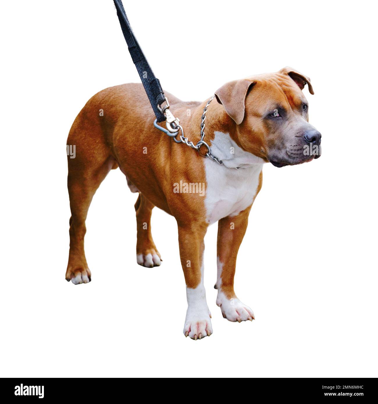 Dog of breed American Staffordshire Terrier in a collar on a leash is ...