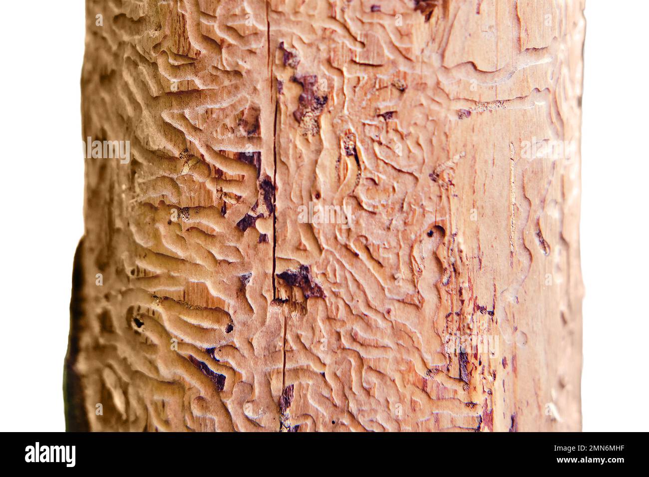 A tree eaten by a bark beetle, isolated on a white background Stock ...