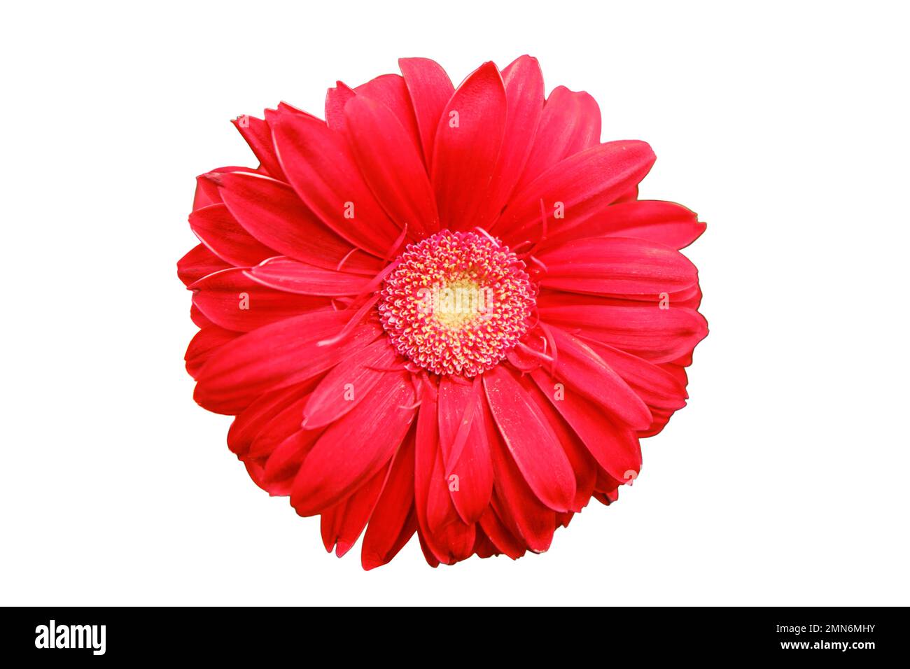 Red gerbera flower, copy space for text. Gerbera is a genus of plants ...