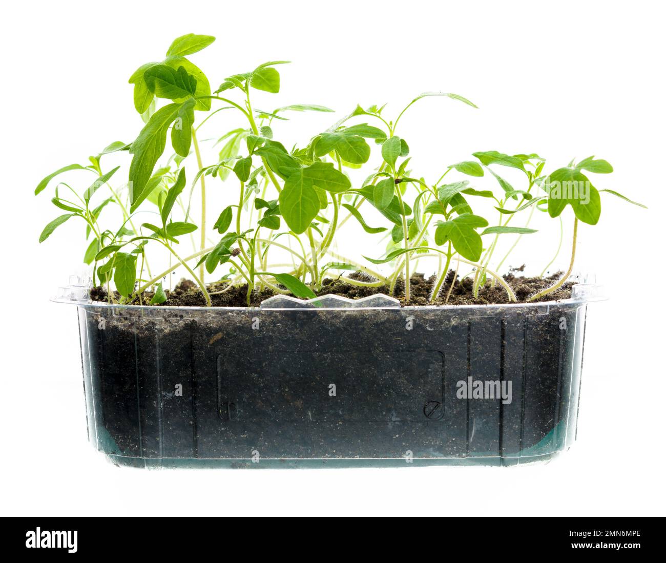 Fresh sprouts ( seedlings ) in a plastic box on a white background ...
