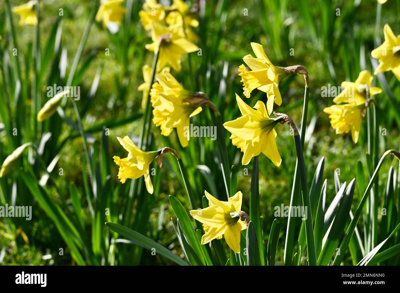 Westminster, London, UK. 30th Jan, 2023. UK Weather. London, UK ...