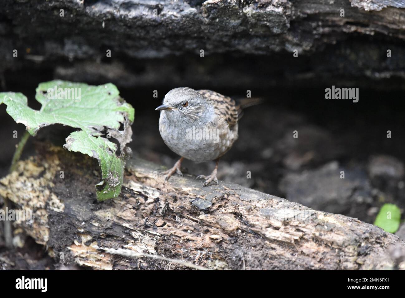Dunnock (Prunella modularis) Looking Out From a Decayed Tree Log in ...