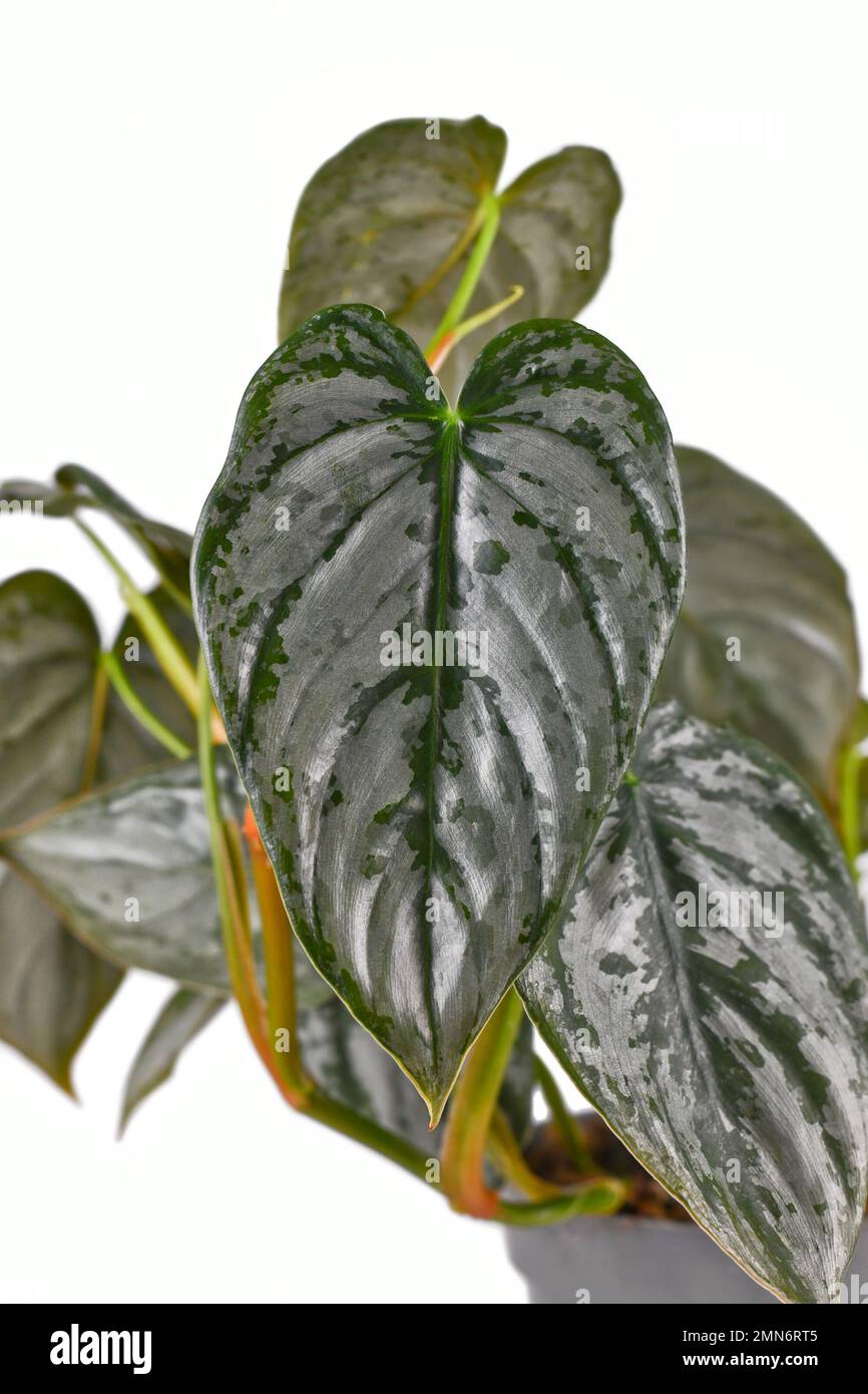 Brandtianum hi-res stock photography and images - Alamy