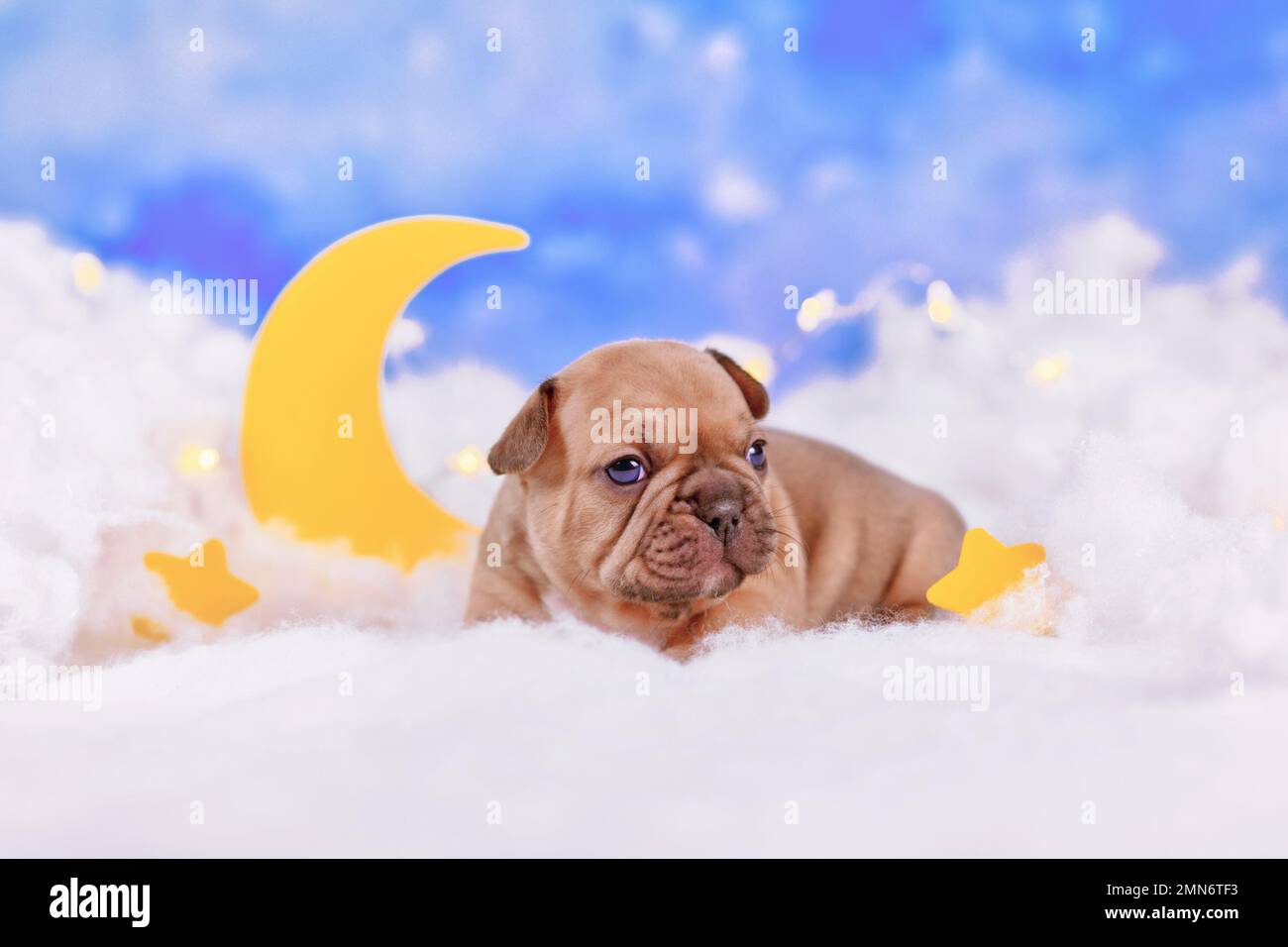 Tiny red fawn French Bulldog dog puppy between fluffy clouds with moon ...