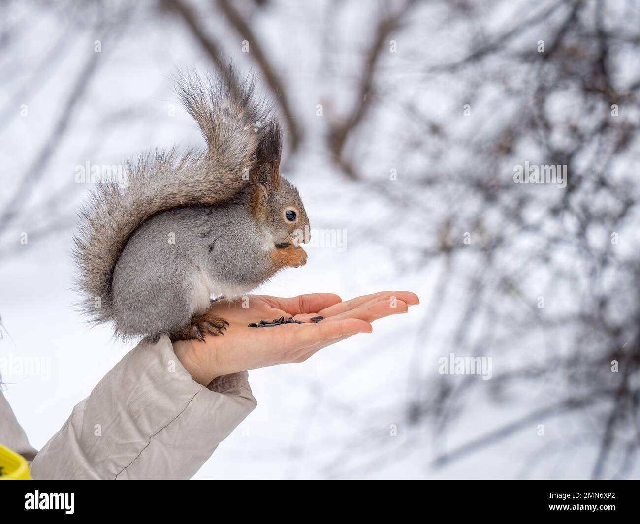 Girl feeds a squirrel with nuts at winter. Squirrel eats nuts from the ...