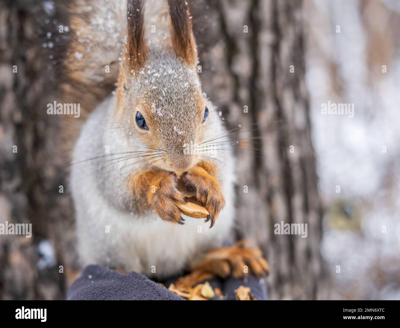 Squirrel in the winter eating nuts from a man's hand. Caring for ...
