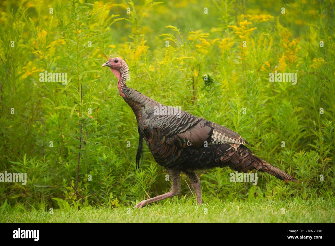 Eastern wild turkey Jake (Meleagris gallopavo silvestris) in goldenrod ...