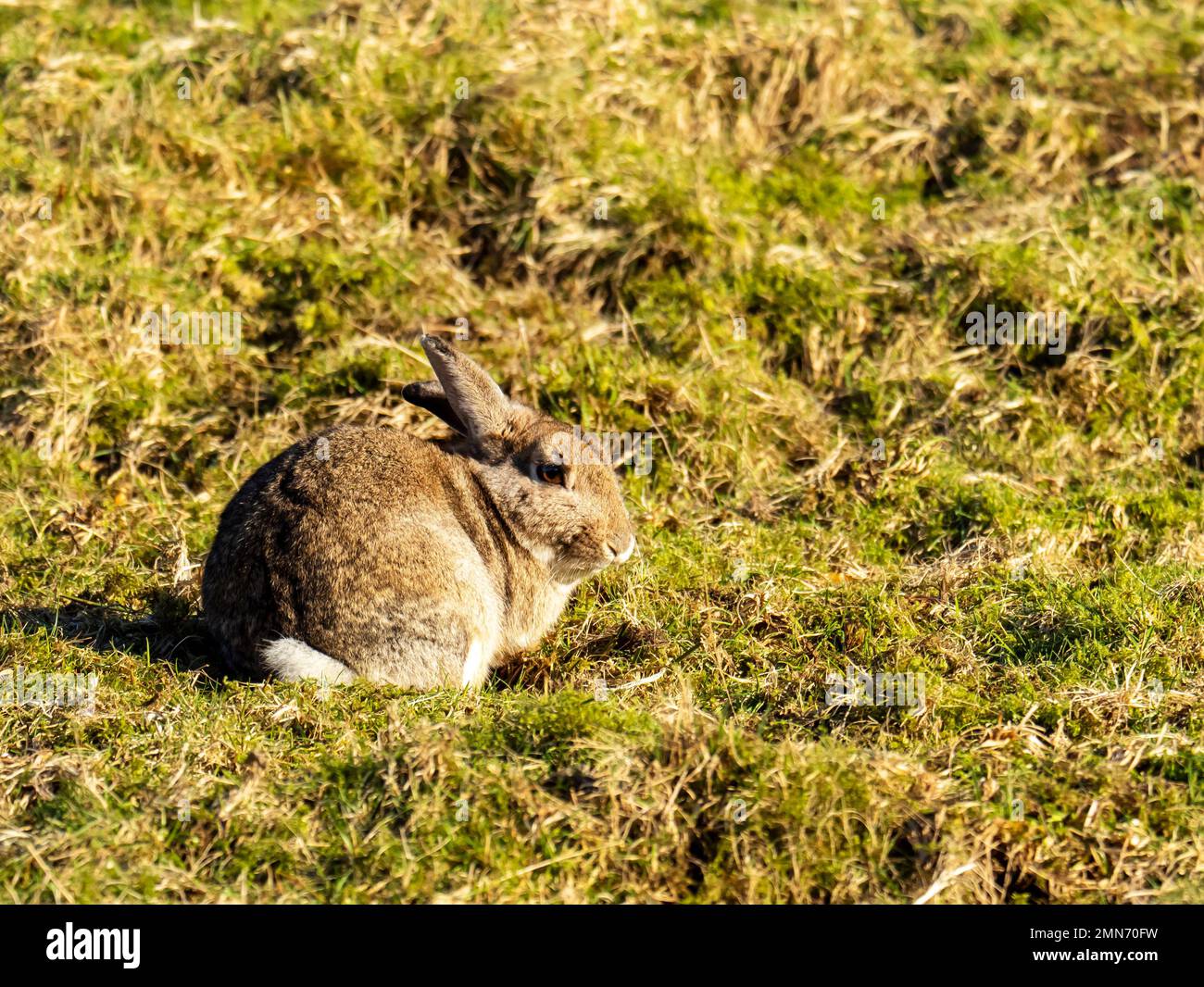 Rabbits in field uk hi-res stock photography and images - Alamy