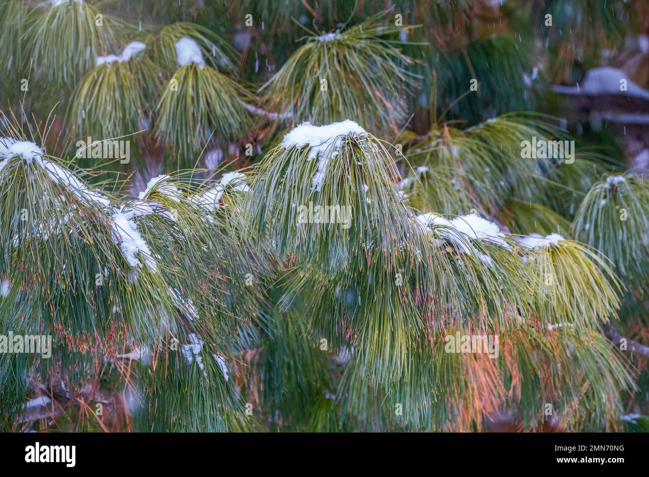 Cedar branches with long fluffy needles. Pinus sibirica, or Siberian ...