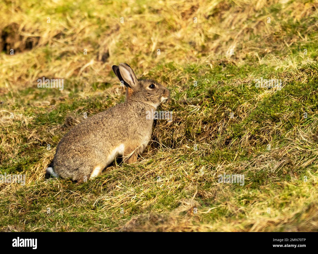 Rabbits oryctolagus cuniculus in hi-res stock photography and images ...