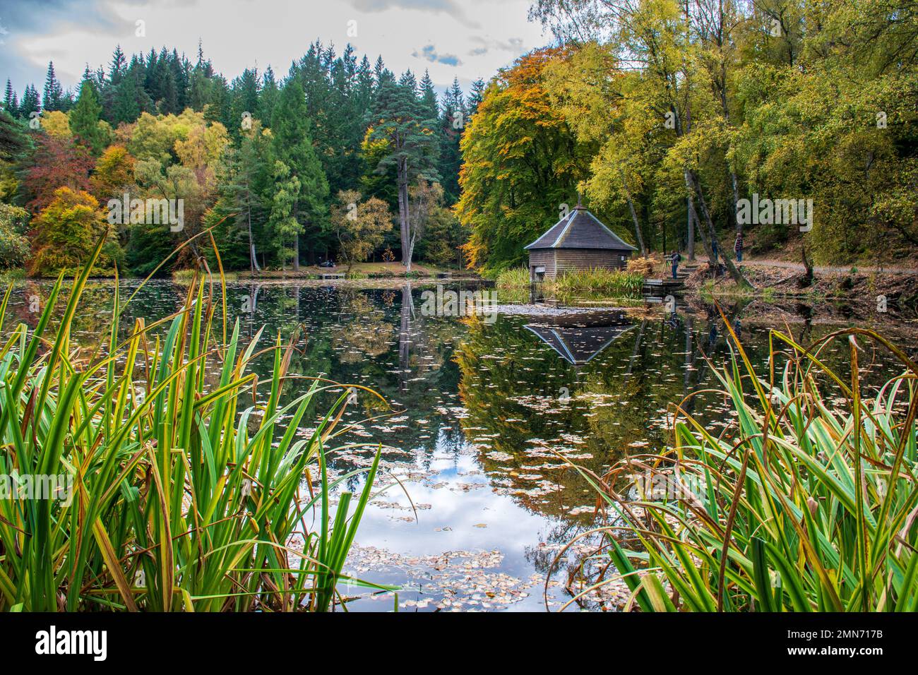 Faskally forest hi-res stock photography and images - Alamy
