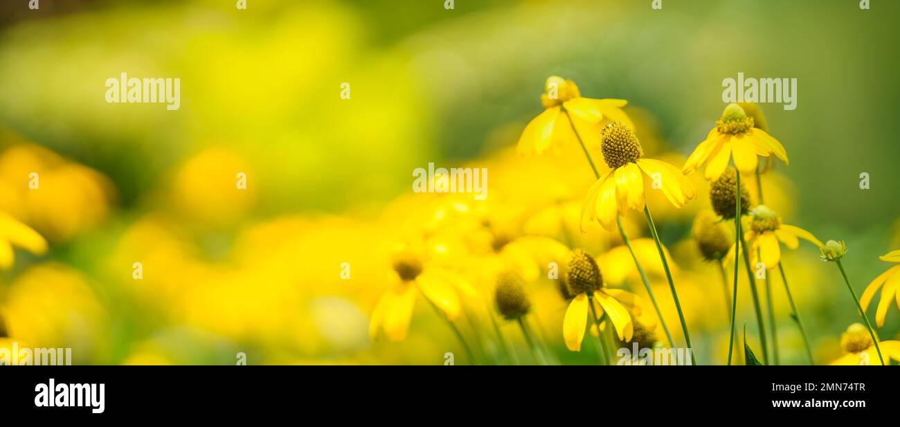 Closeup of yellow flower under sunlight with copy space using as ...