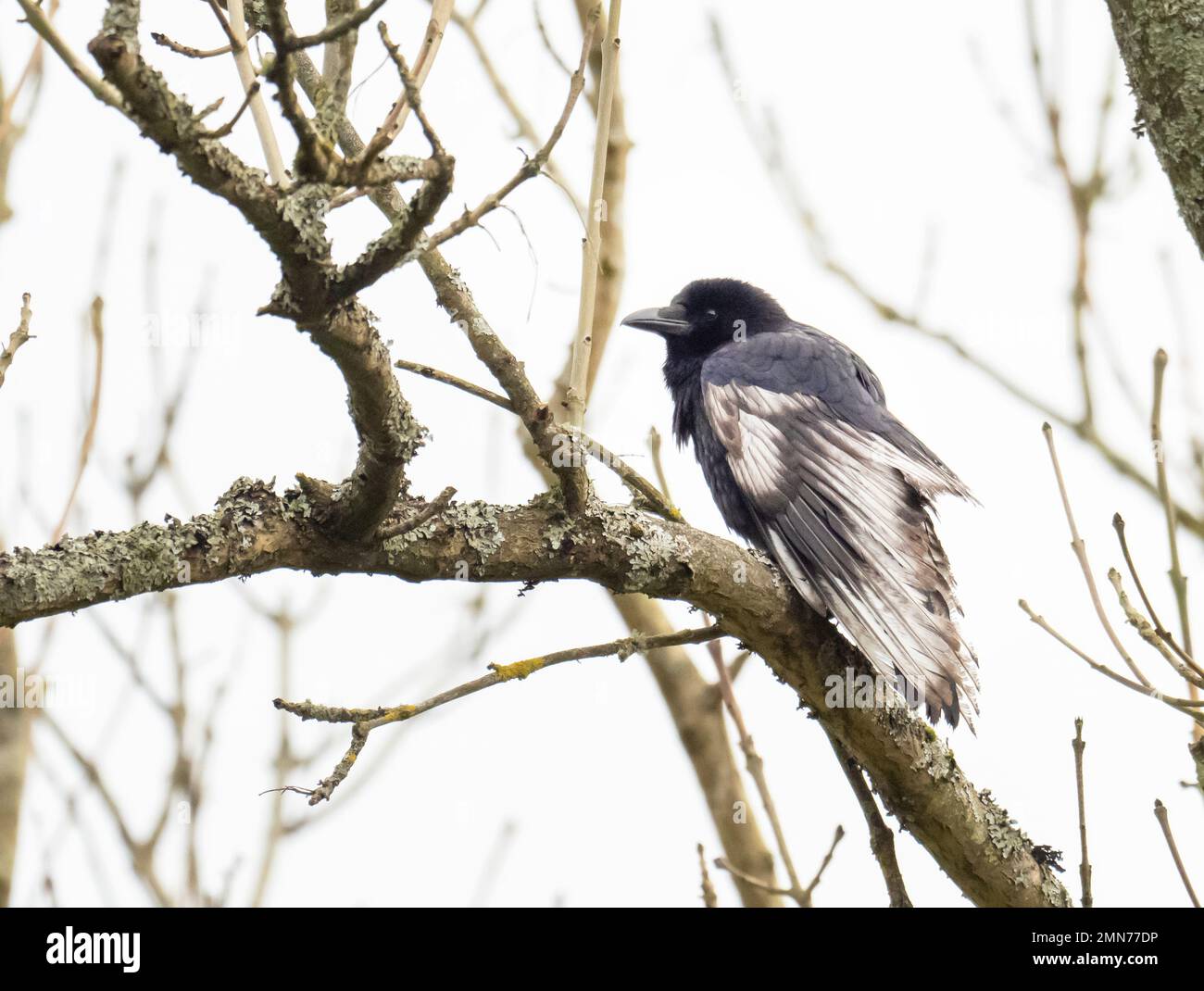 A partial albino Carrion Crow in Ambleside, Lake District, UK Stock ...