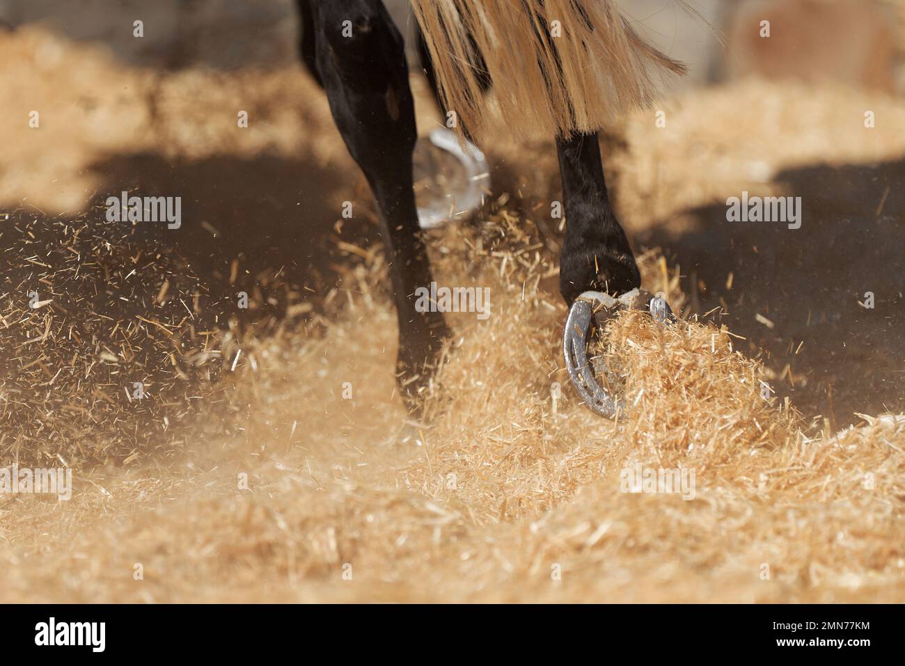 Horse separating the wheat from the chaff Stock Photo - Alamy