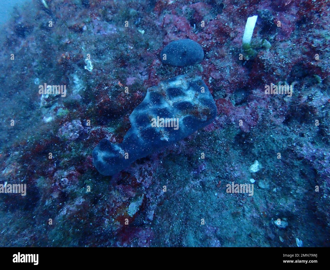 In this Sunday, May 20, 2018, photo a sponge lays on the seabed off the ...