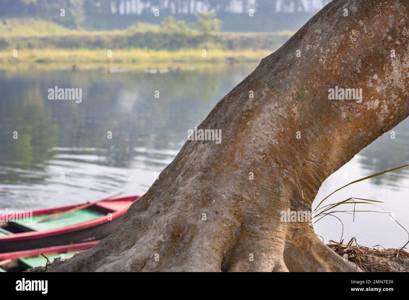 Tree trunk beside the water lake close up view with copy space Stock ...