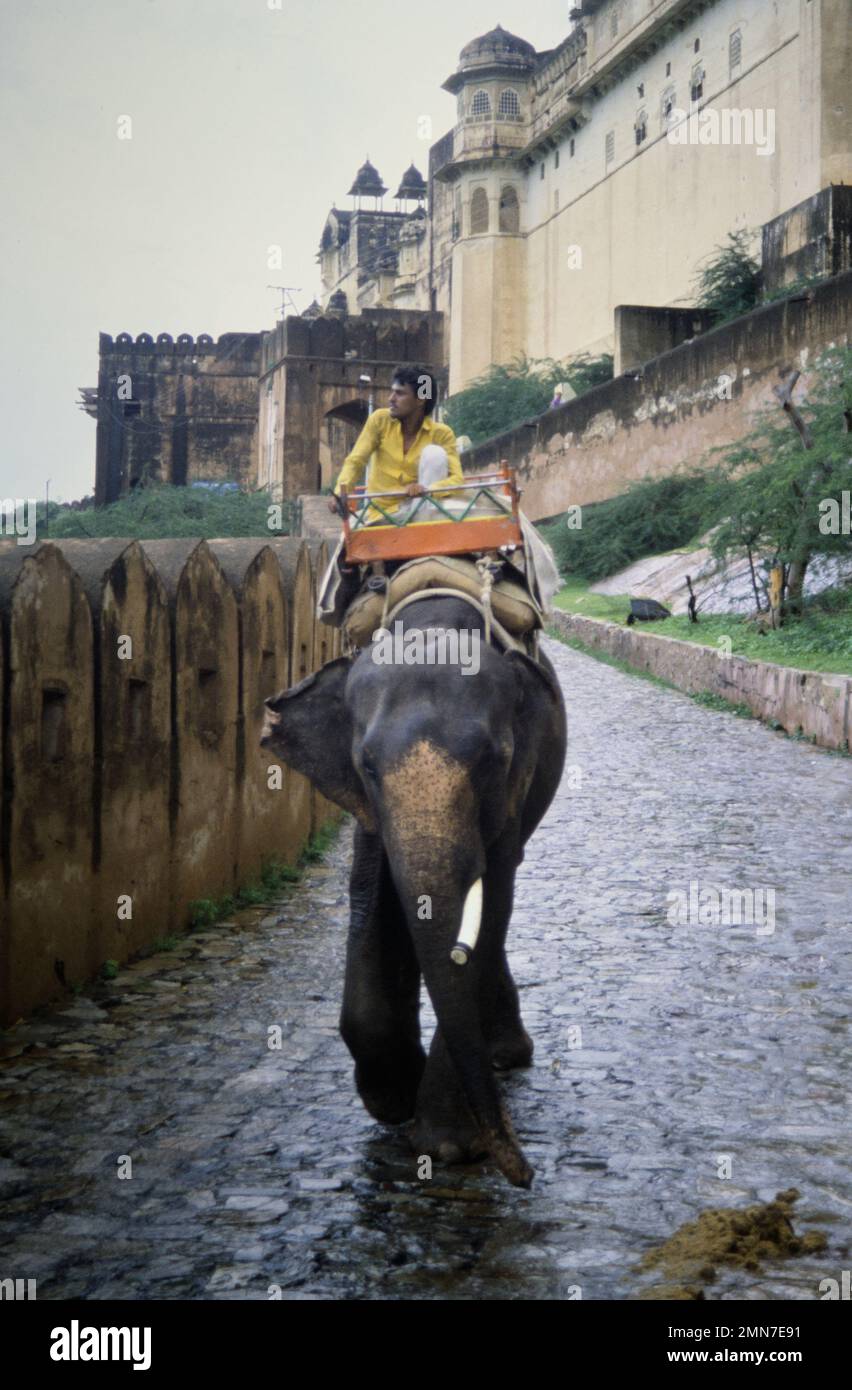 Historic, Archive View Of An Indian Elephant With A Man, Mahout Riding ...