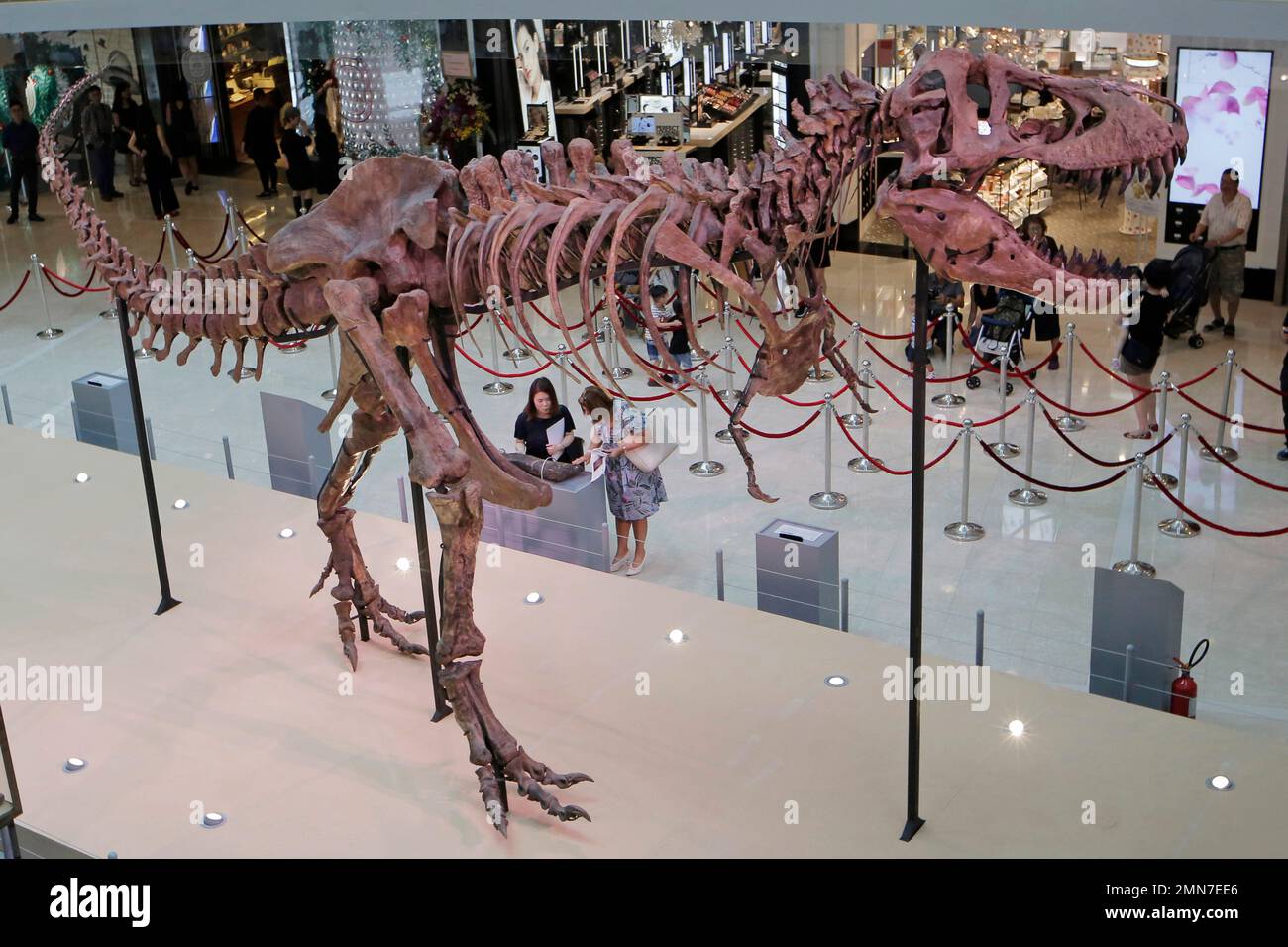 The 12 meter (39 foot) long dinosaur fossil of Tyrannosaurus rex, TAD ...