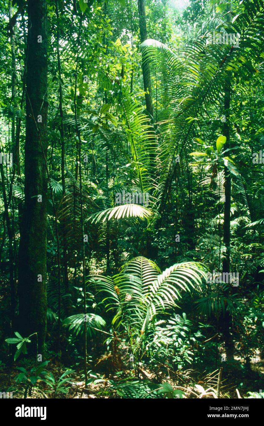 Brazil rainforest hi-res stock photography and images - Alamy