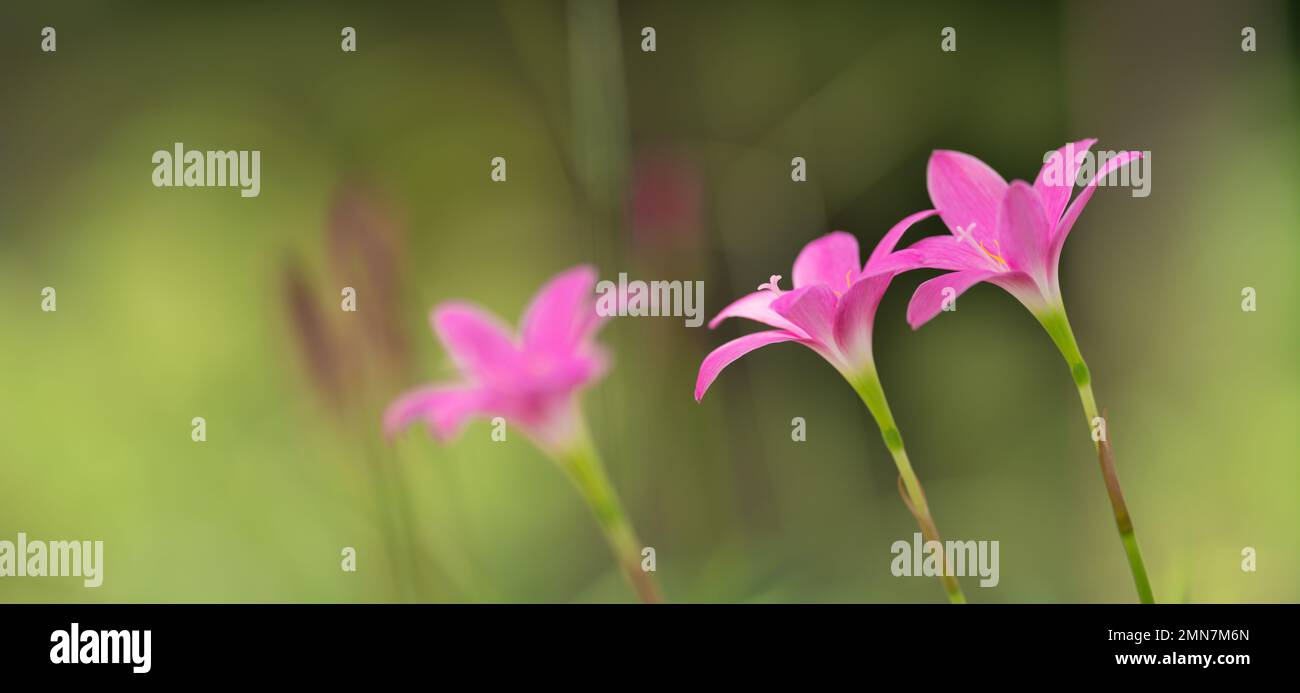 Closeup of pink purple flower under sunlight with copy space using as ...