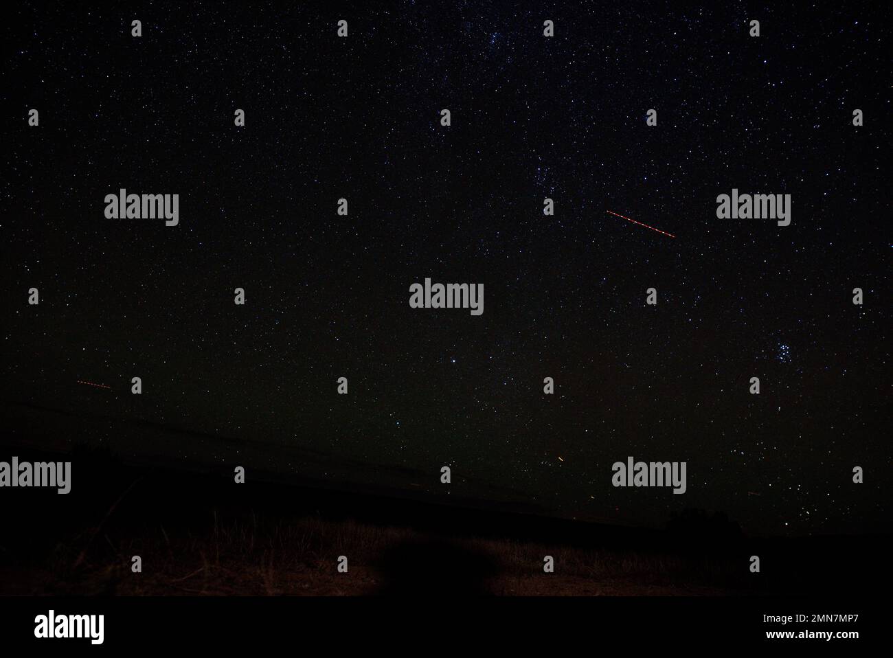 Desert scorpion north america hi-res stock photography and images - Alamy