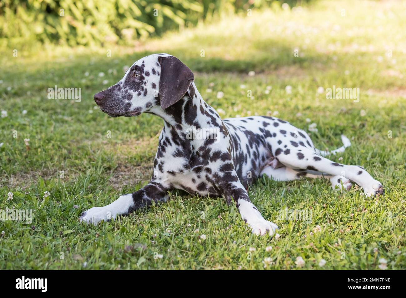 Summer portrait of cute dalmatian dog with brown spots. Smiling ...